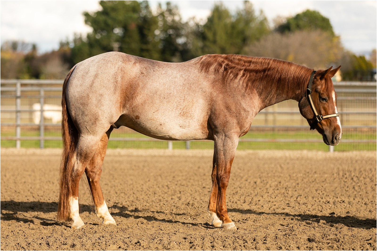 Professional Sale Horse Photos - Elizabeth Hay Photography
